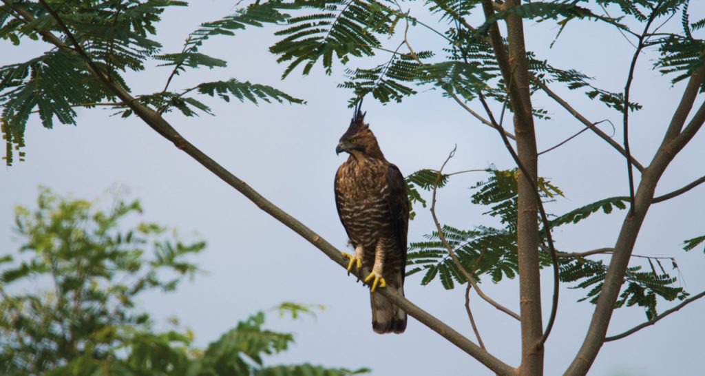 Elang Jawa di Hutan Tujuh Bukit – PT Merdeka Copper Gold Tbk